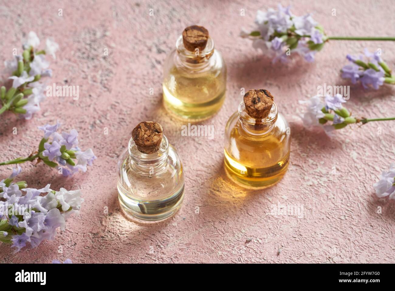 Bottles of essential oil with fresh blooming lavender on a pink pastel ...