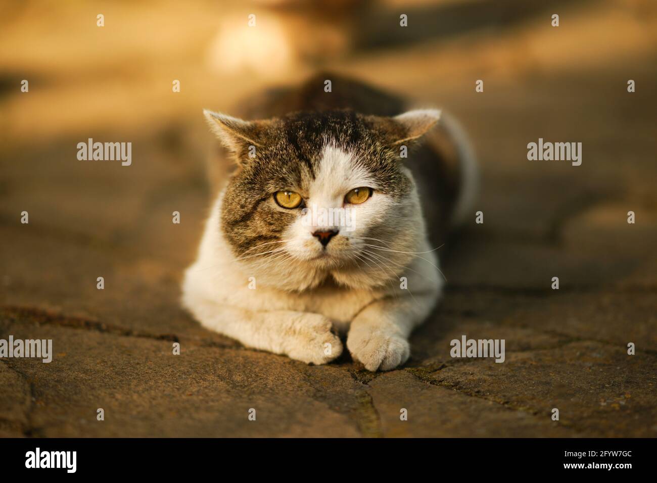 Portrait of a lazy fat cat resting in a sunny road Stock Photo - Alamy
