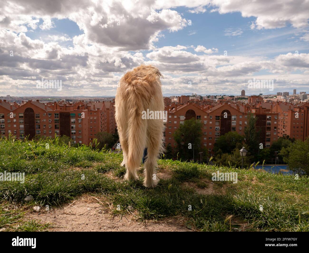 Tall dog hi-res stock photography and images - Alamy
