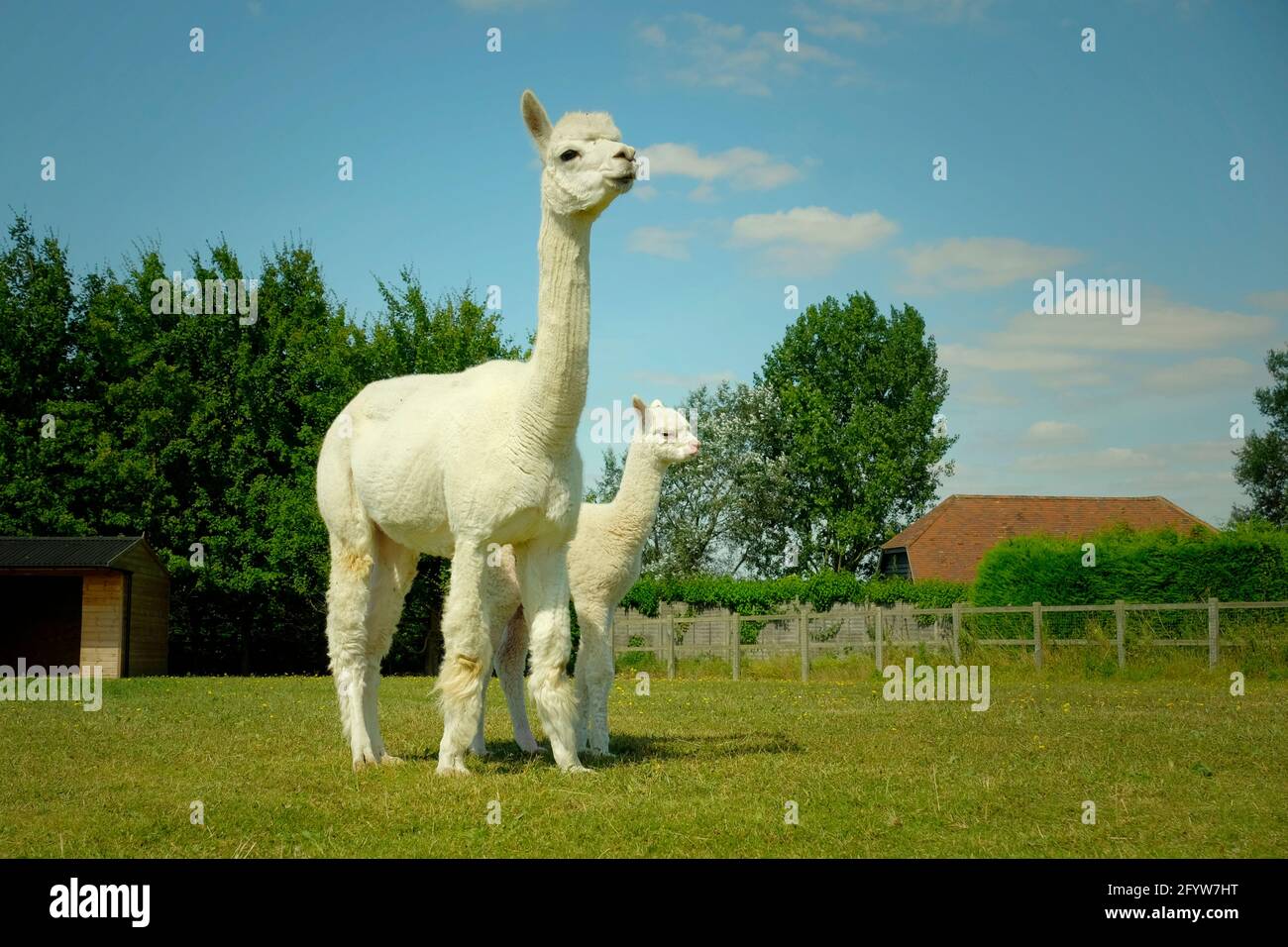 Alpaca white hi-res stock photography and images - Alamy