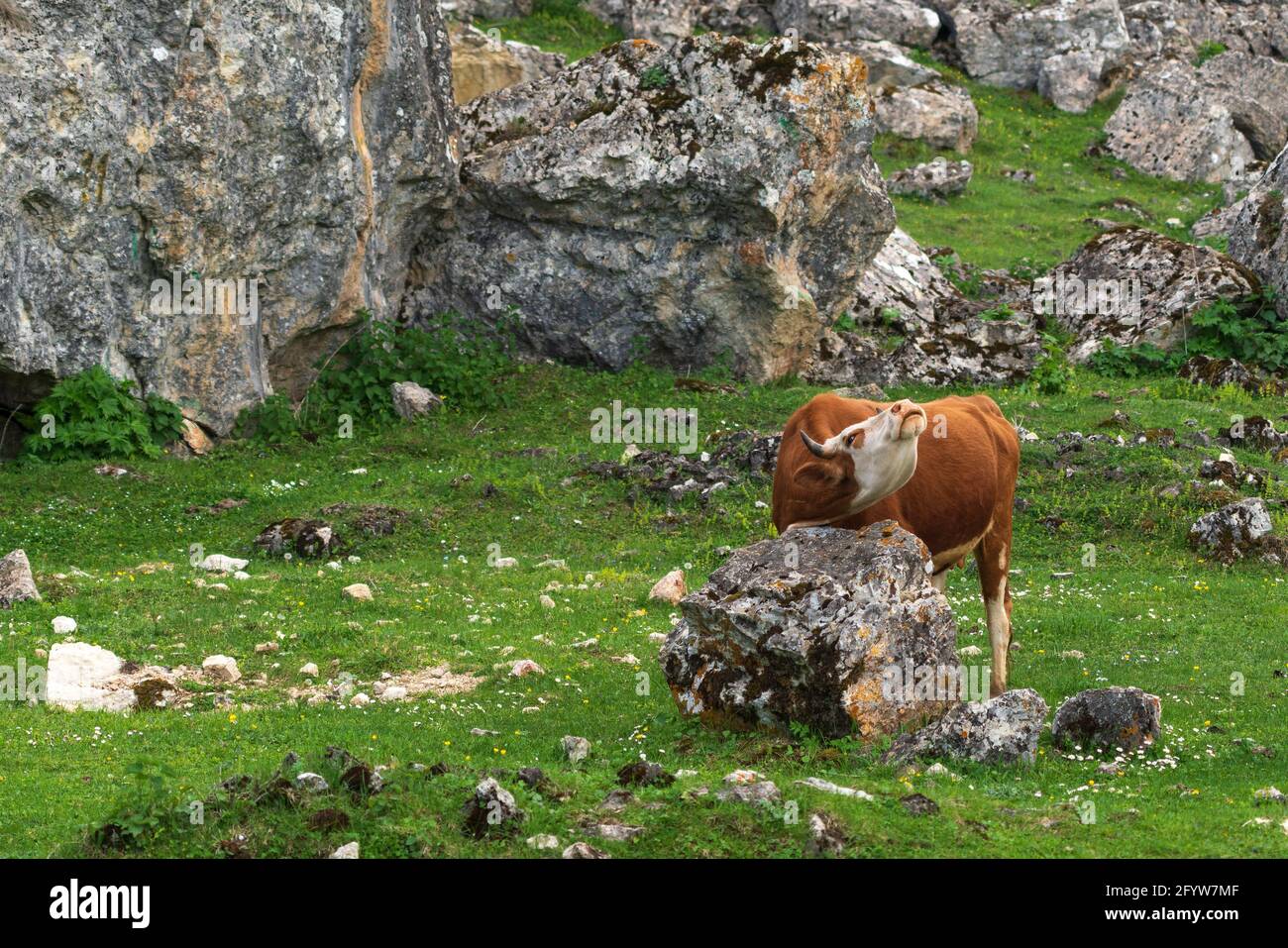 Cow neck hi-res stock photography and images - Alamy