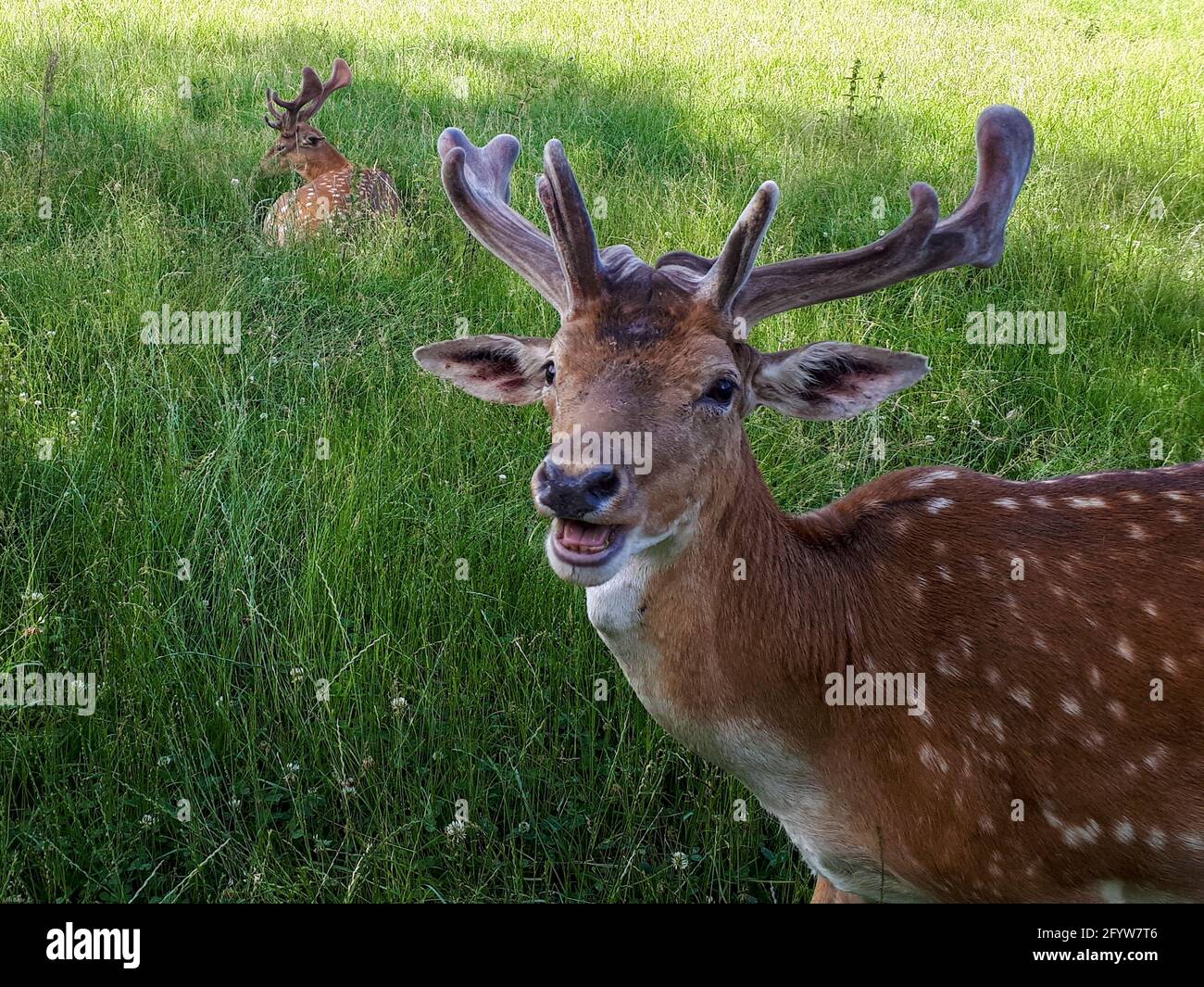Fallow meadow hi-res stock photography and images - Alamy