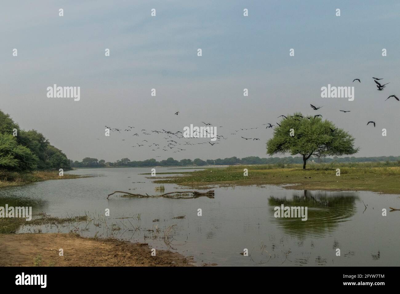 Flock of Flamingos at Thol lake Stock Photo - Alamy