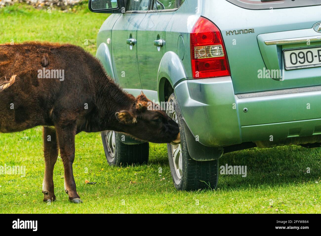 Highland cow tongue hi-res stock photography and images - Alamy