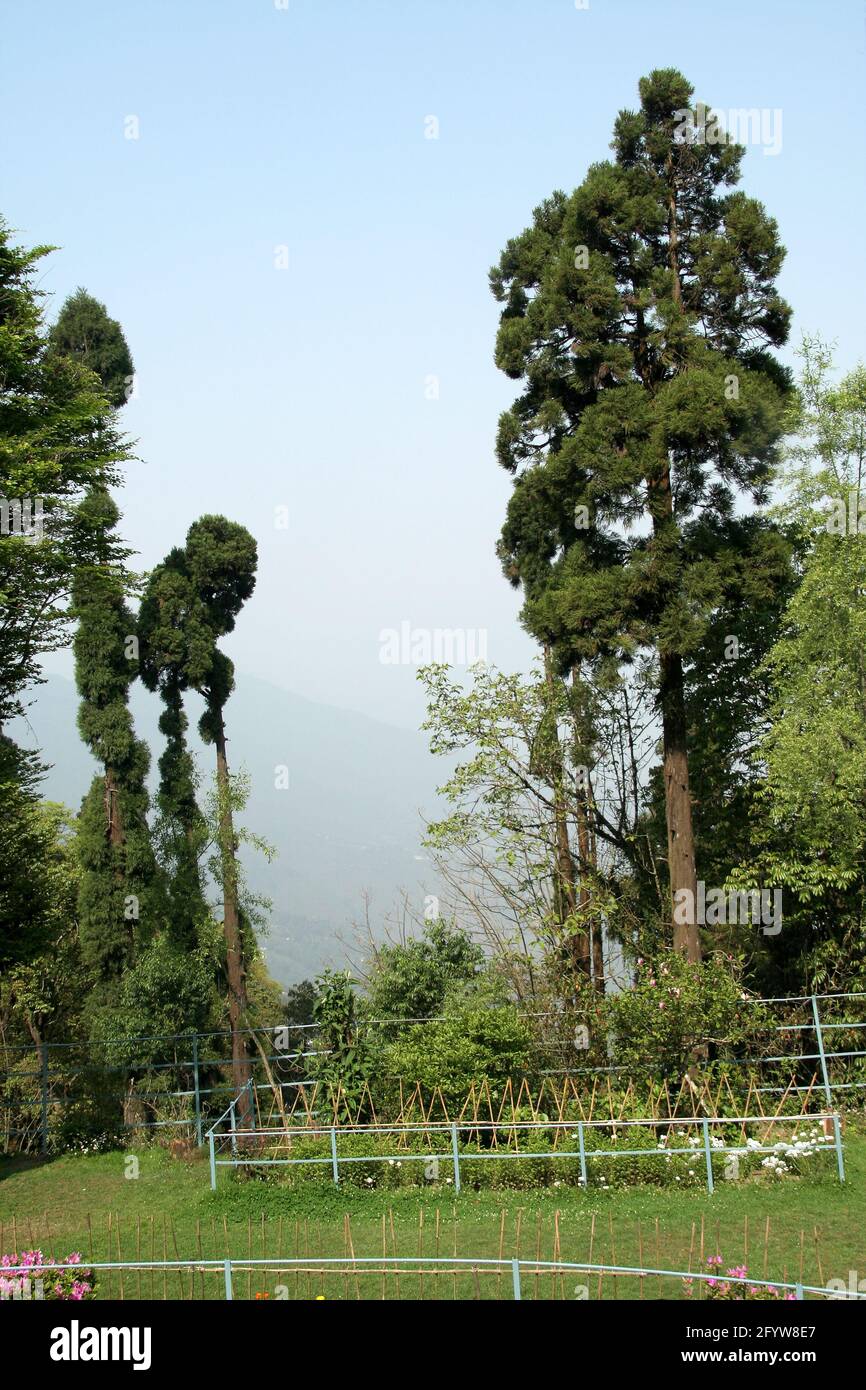Lofty trees hi-res stock photography and images - Alamy
