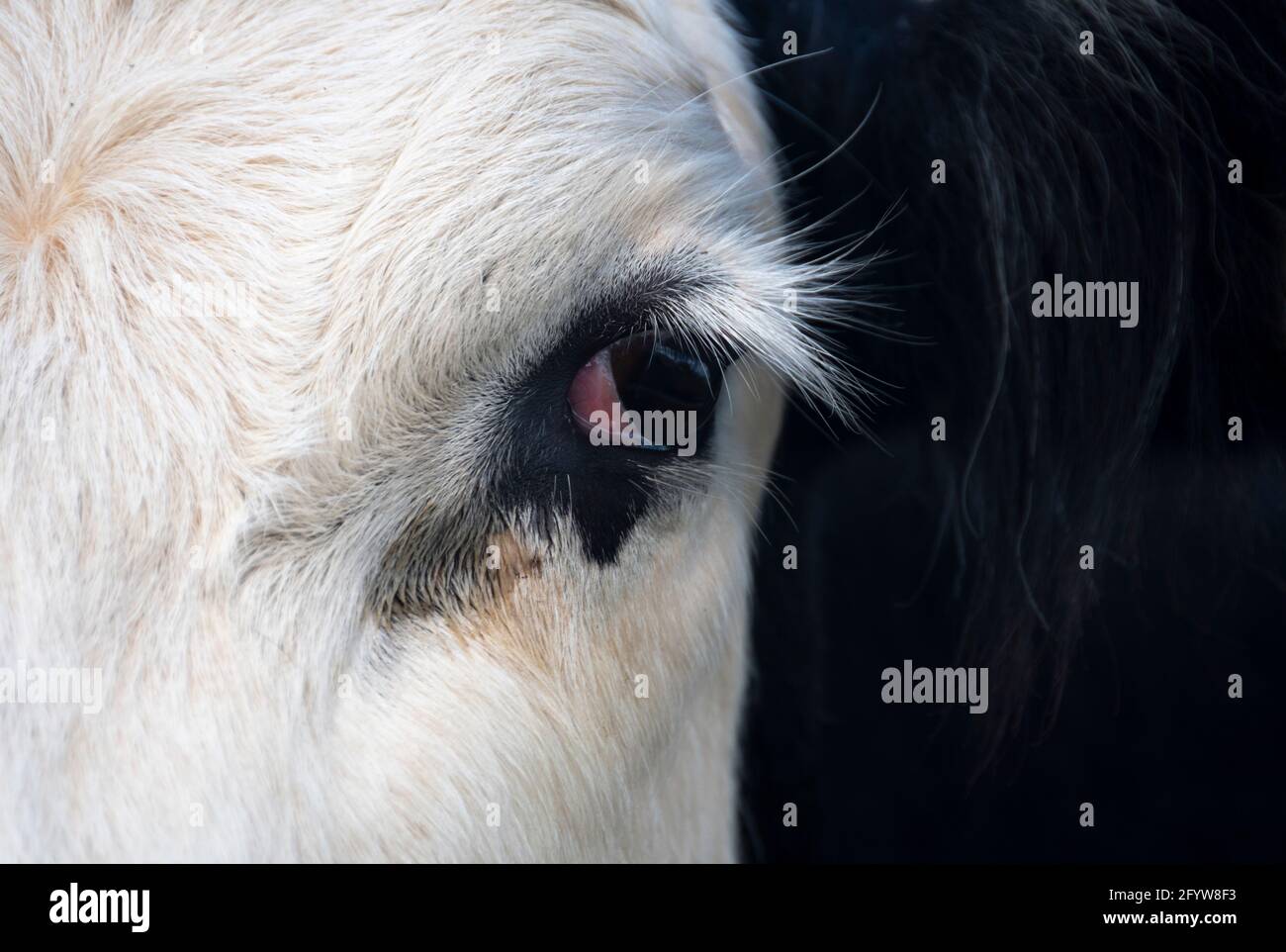 Close up of a cows eye, Pukekoe, Auckland, North Island, New Zealand ...