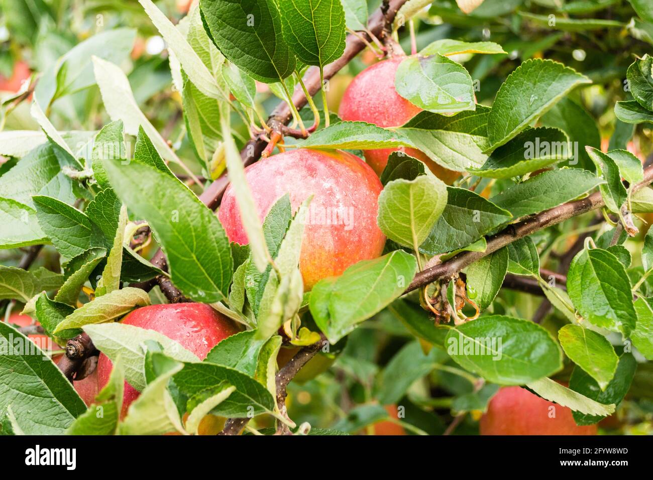 Apples italy apple tree hi-res stock photography and images - Alamy