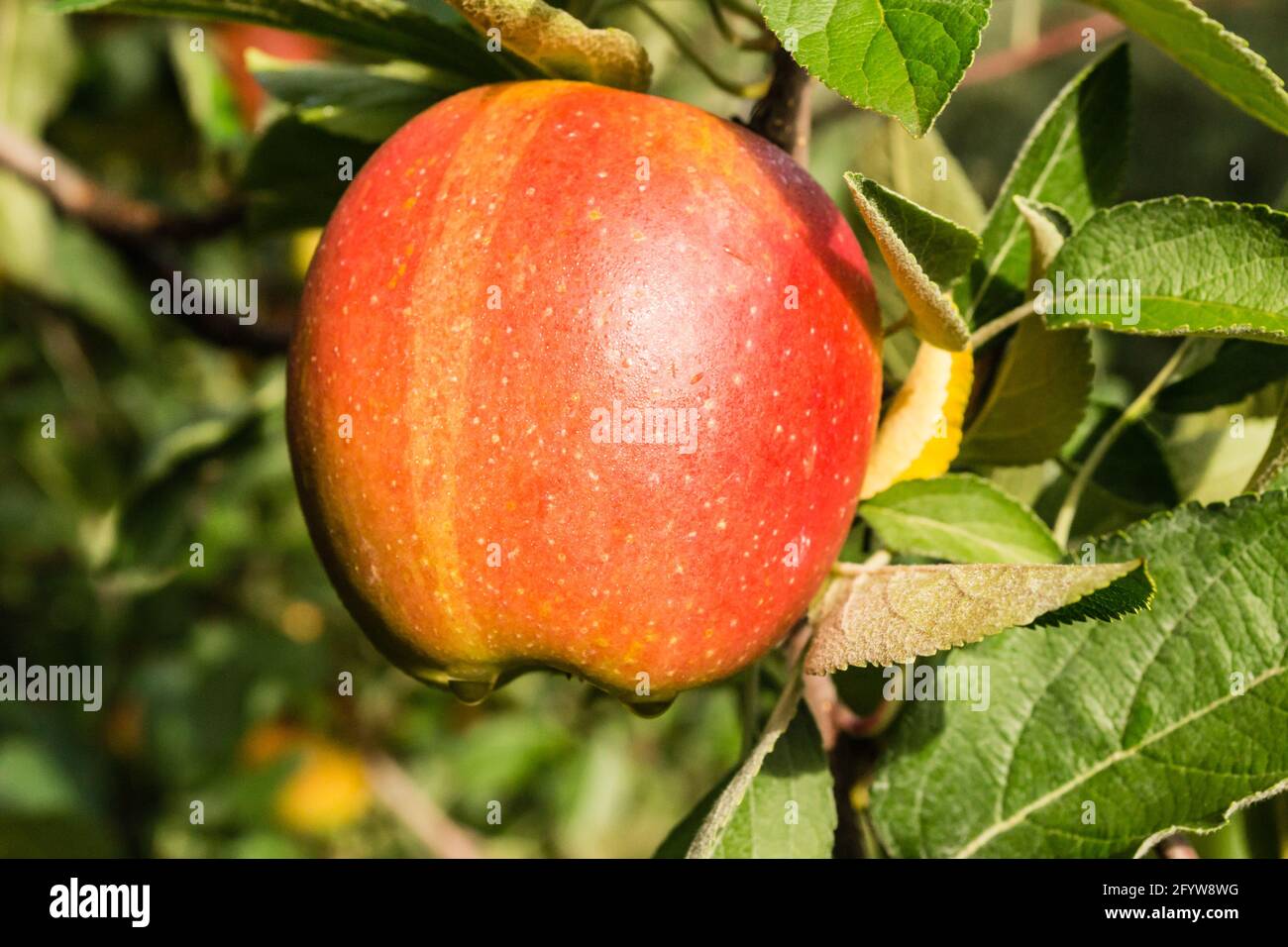 Juicy ripe apple fruit on a tree Stock Photo - Alamy