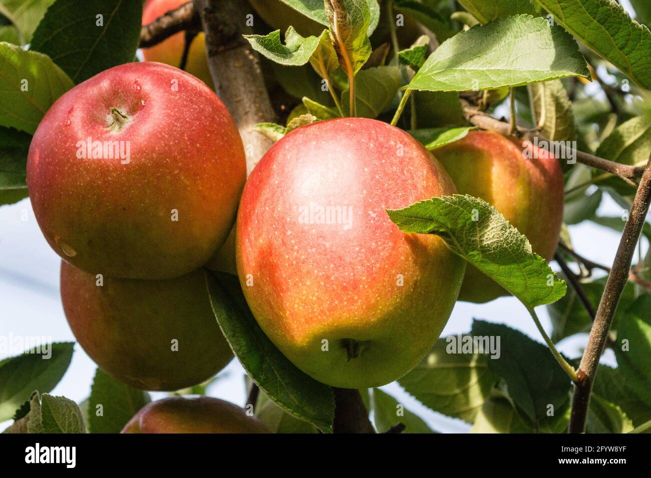 Juicy ripe apple fruit on a tree Stock Photo - Alamy