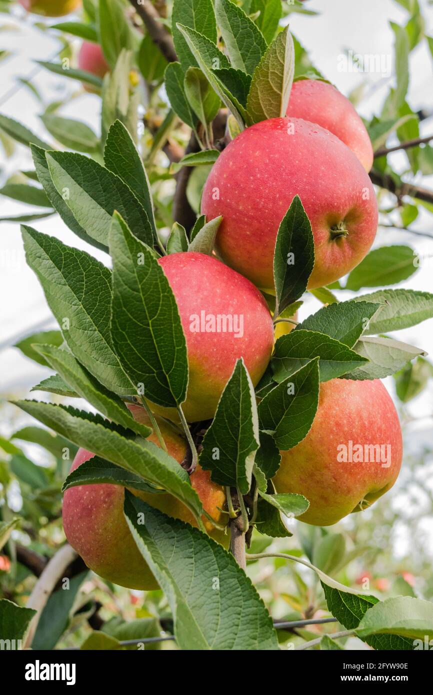 Juicy ripe apple fruit on a tree Stock Photo - Alamy
