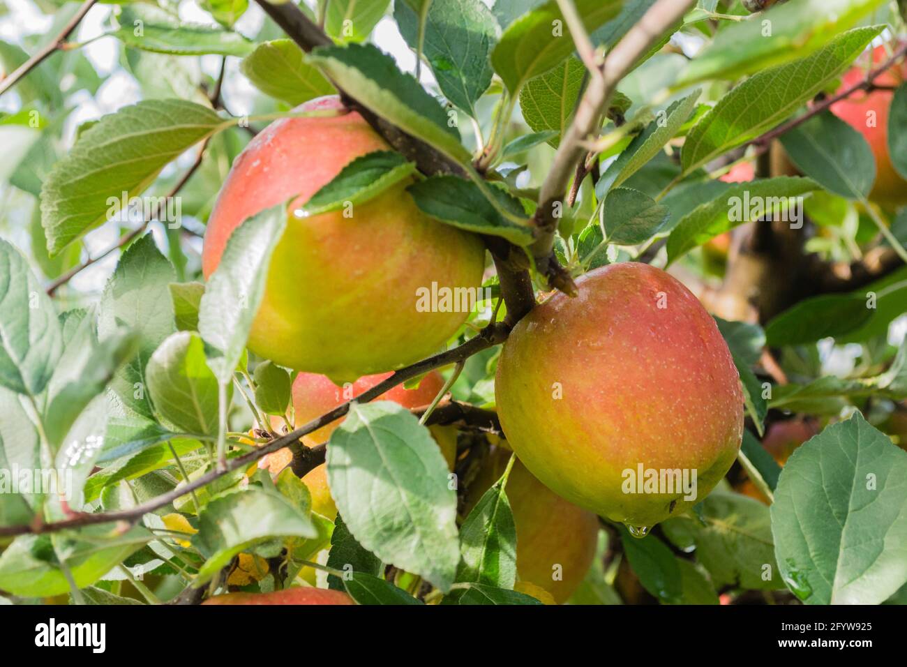 Two apples tree stem hi-res stock photography and images - Alamy