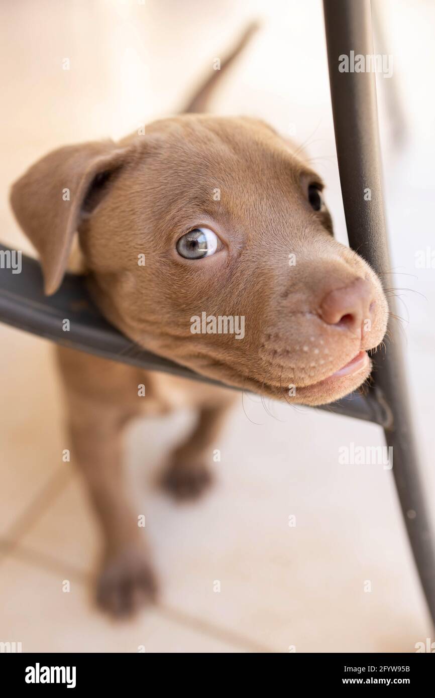 Puppy dogs looking up Stock Photo - Alamy