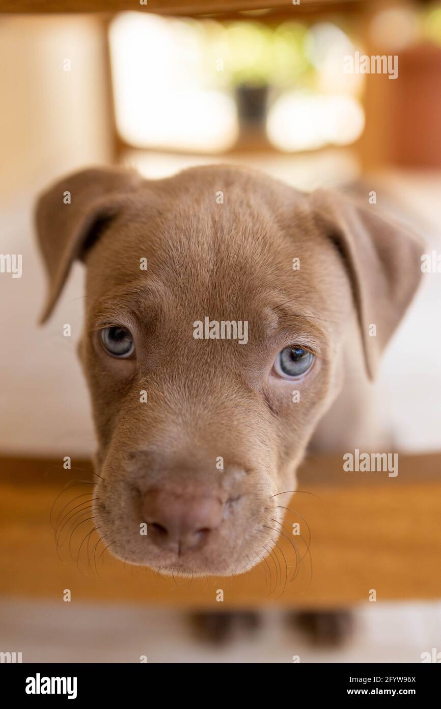 Puppy dogs looking up Stock Photo - Alamy