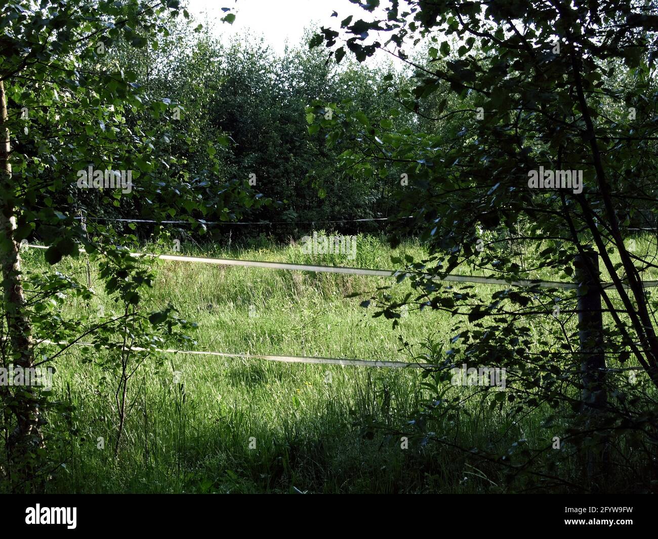 a clearing overgrown with young trees, in summer Stock Photo - Alamy