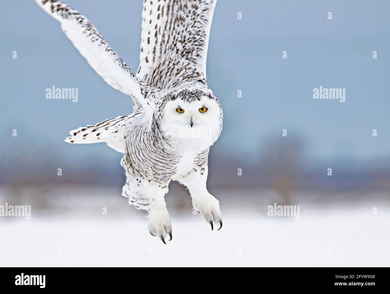 Snowy owl (Bubo scandiacus) female hunting over an open snowy field in ...