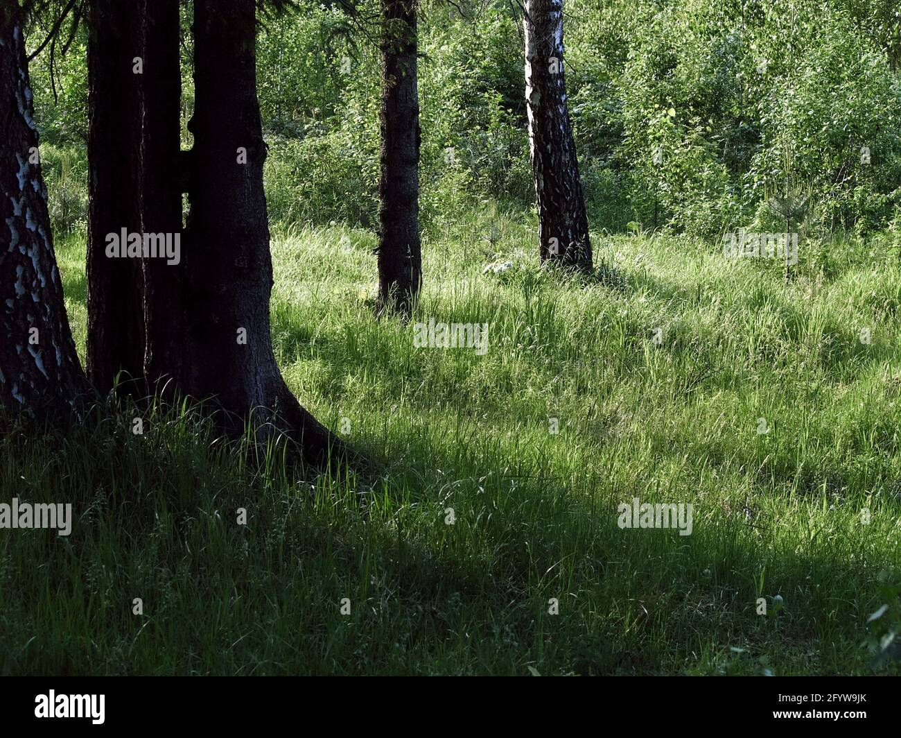 a clearing overgrown with young trees, in summer Stock Photo - Alamy