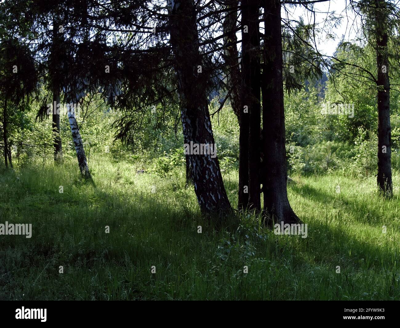 a clearing overgrown with young trees, in summer Stock Photo - Alamy