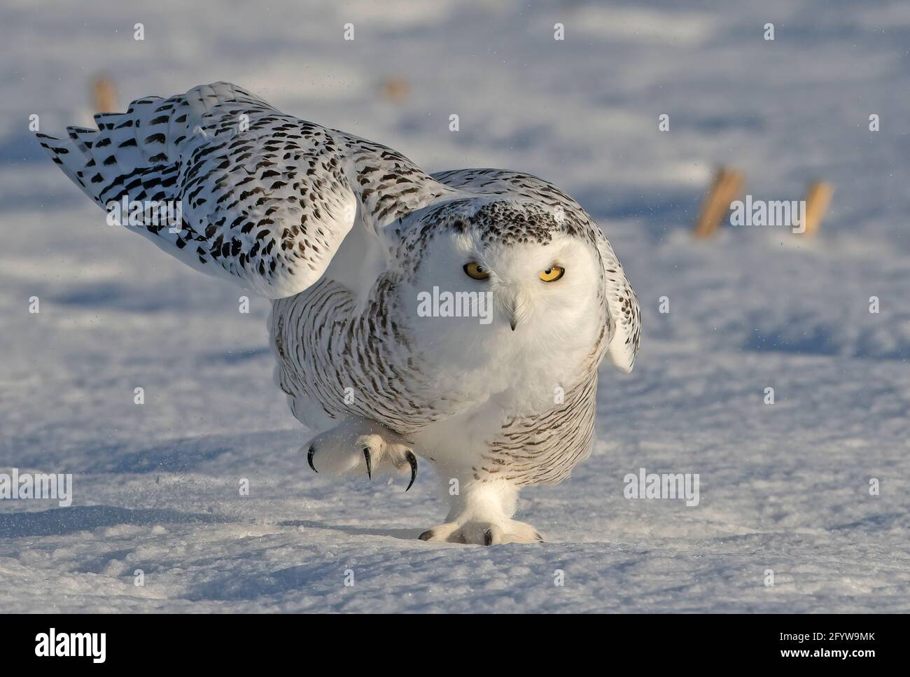 Owl walking hi-res stock photography and images - Alamy