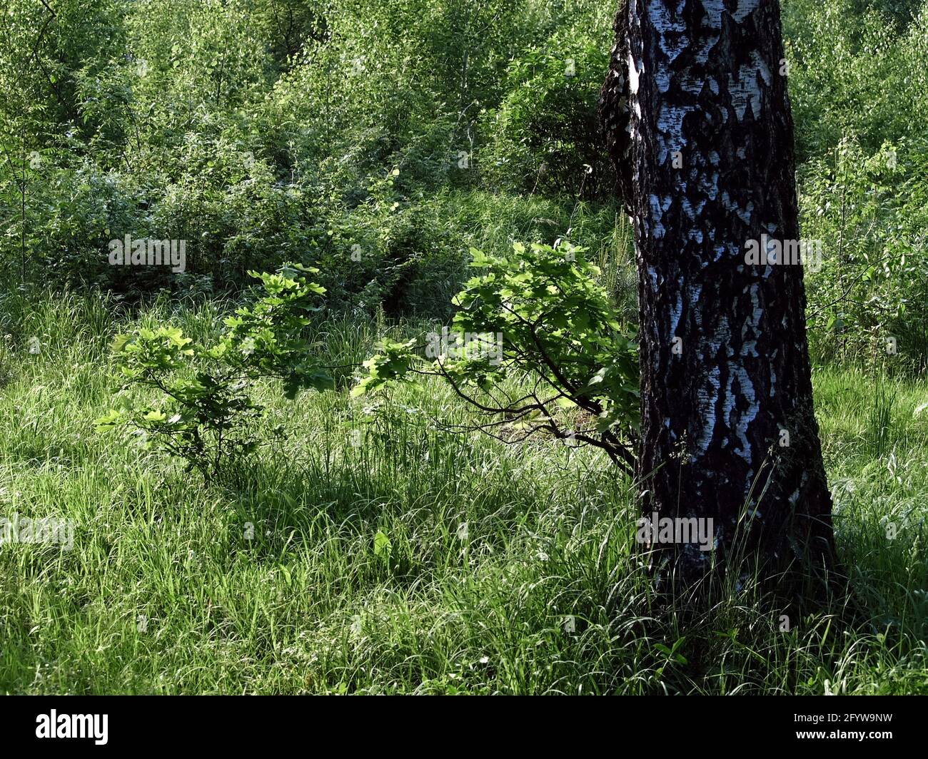 a clearing overgrown with young trees, in summer Stock Photo - Alamy