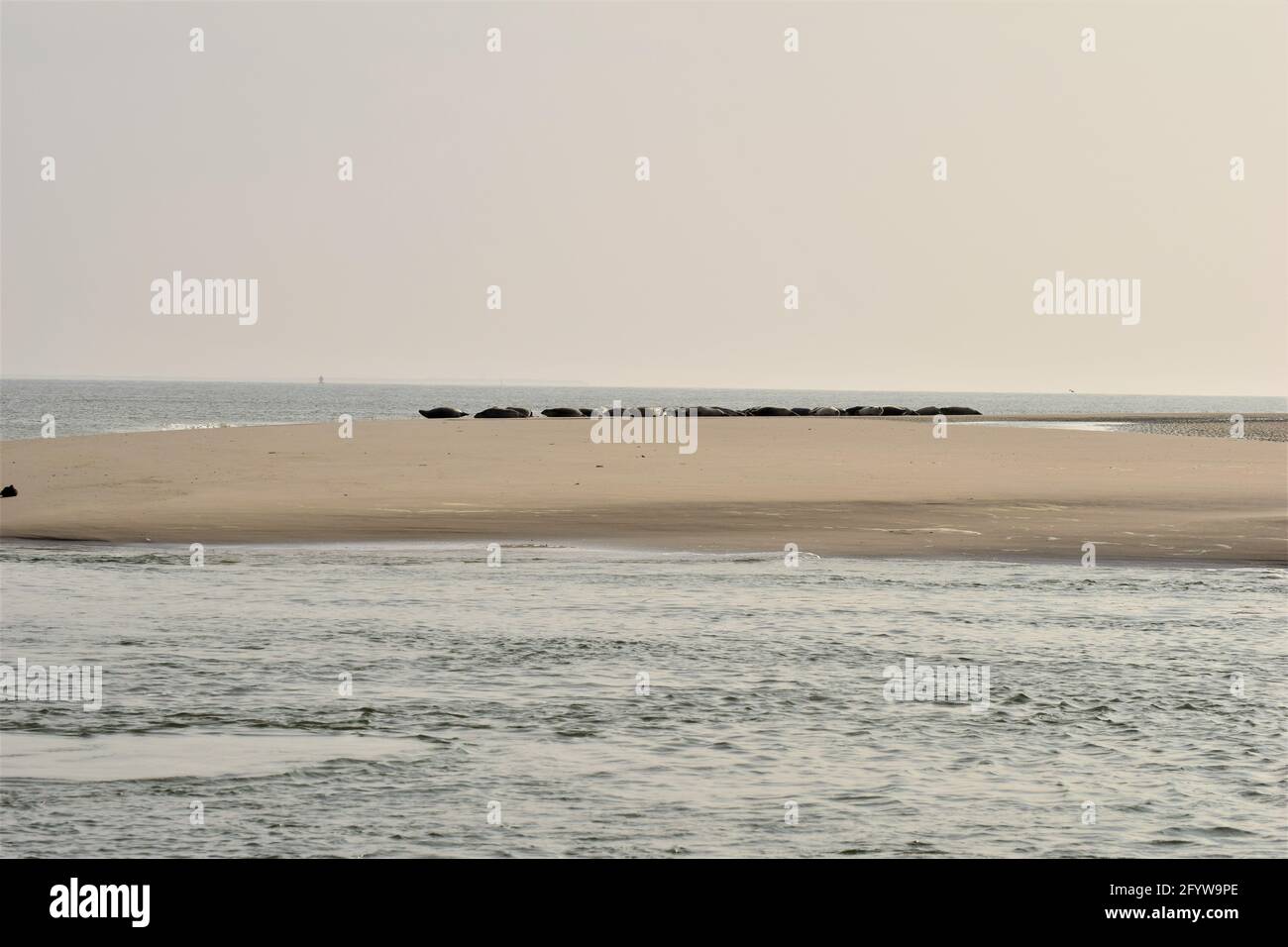 Seals on a sand bank surrounded by the sea on a hazy day Stock Photo ...