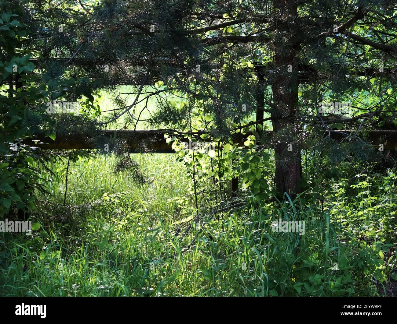 a clearing overgrown with young trees, in summer Stock Photo - Alamy