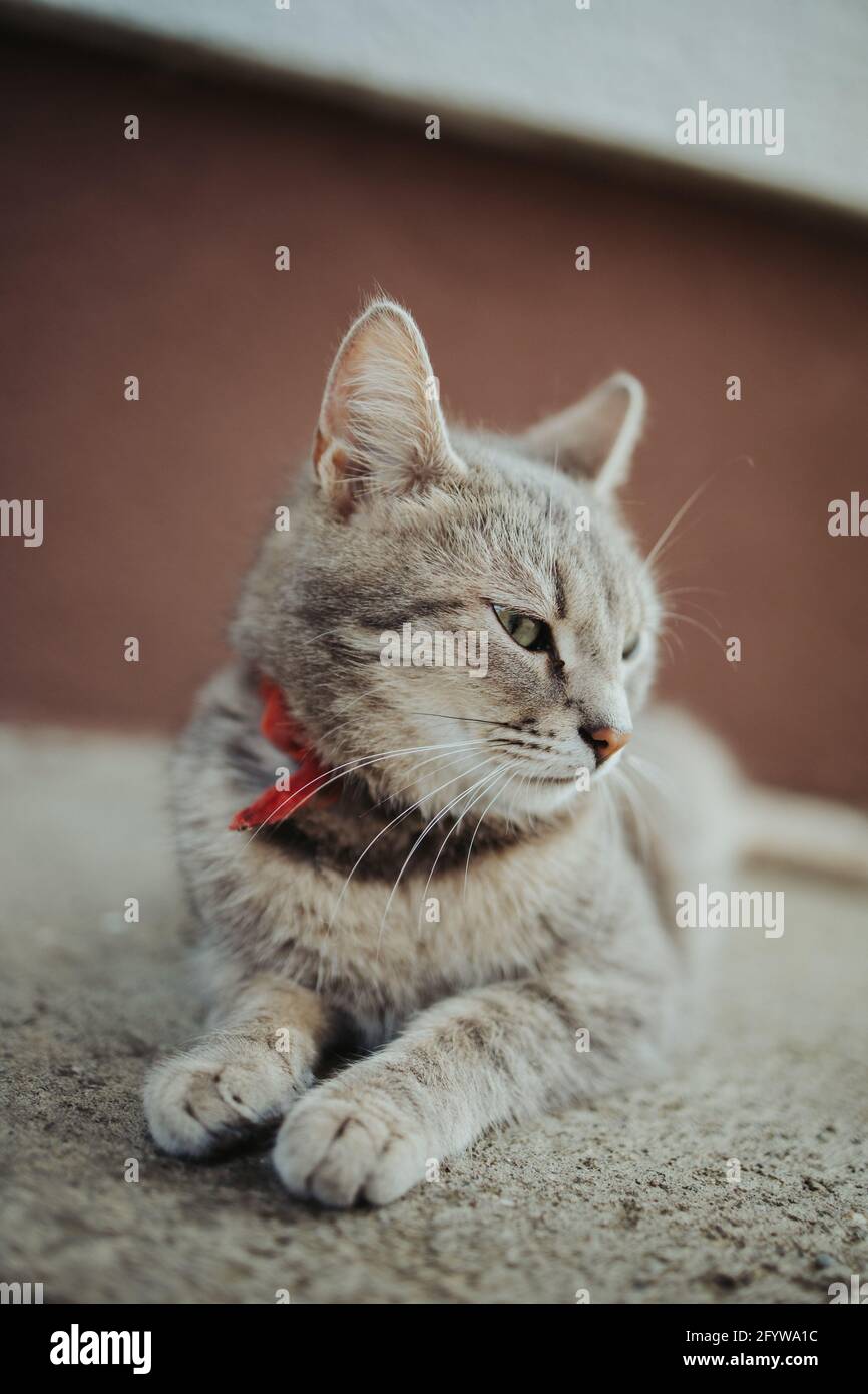 Collar and cat hi-res stock photography and images - Alamy