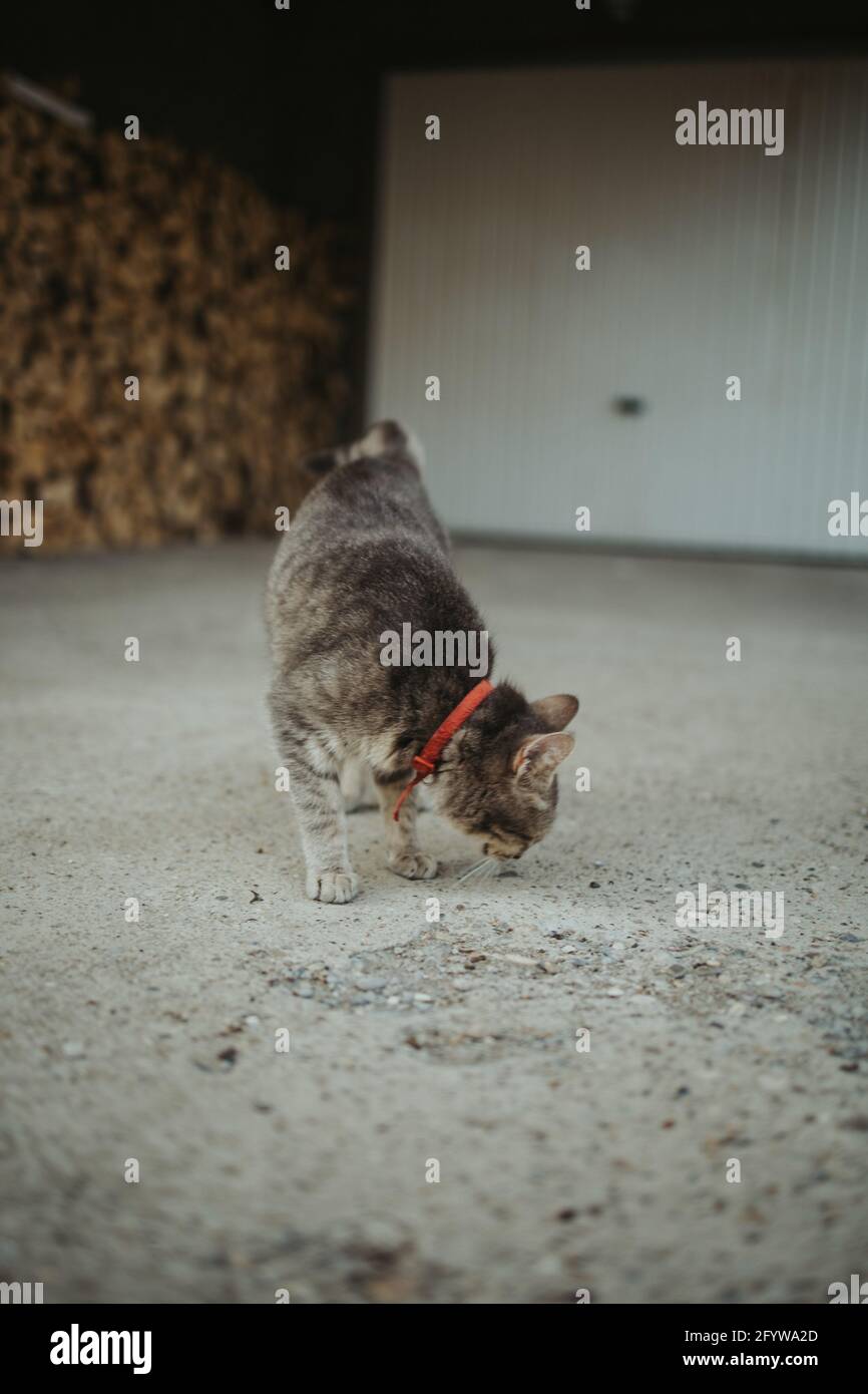 Fluffy cat wearing colorful hi-res stock photography and images - Alamy