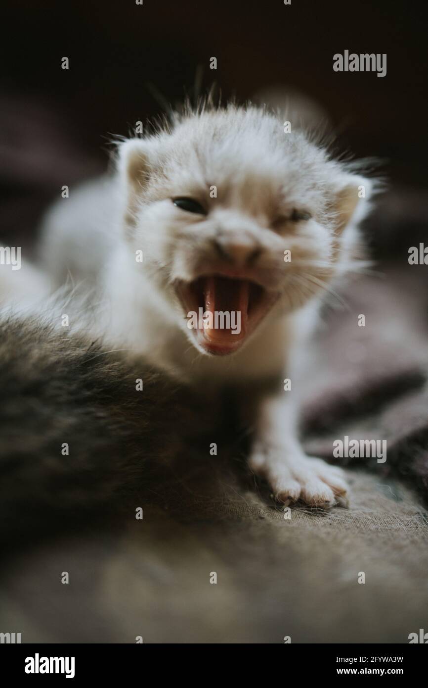 A vertical shot of a cute fluffy newborn cat making an angry face Stock ...