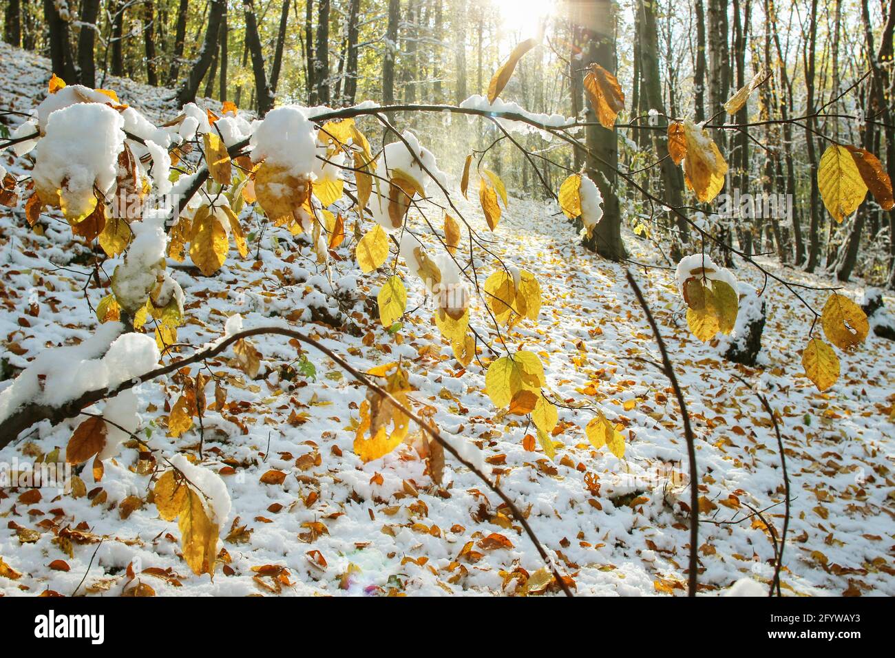 First snow in autumn forest, sunny day Stock Photo - Alamy
