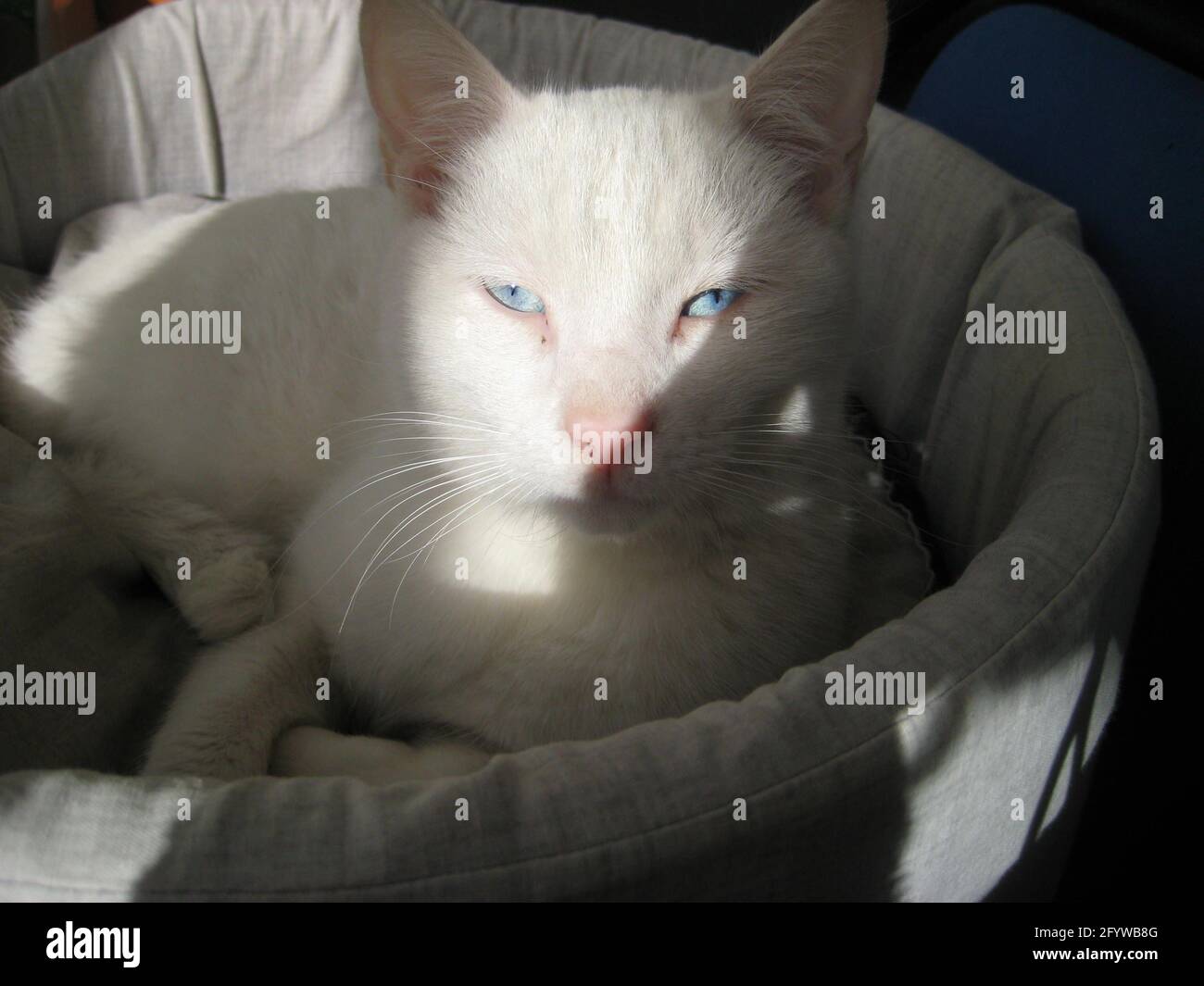 blue cat eye Stock Photo - Alamy
