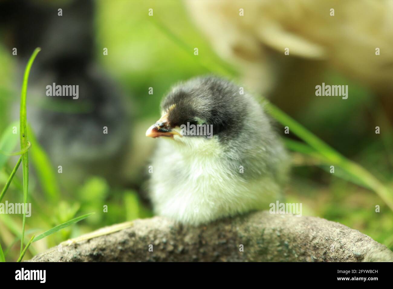 A little young chicken chick in the grass in front of a potions Stock ...