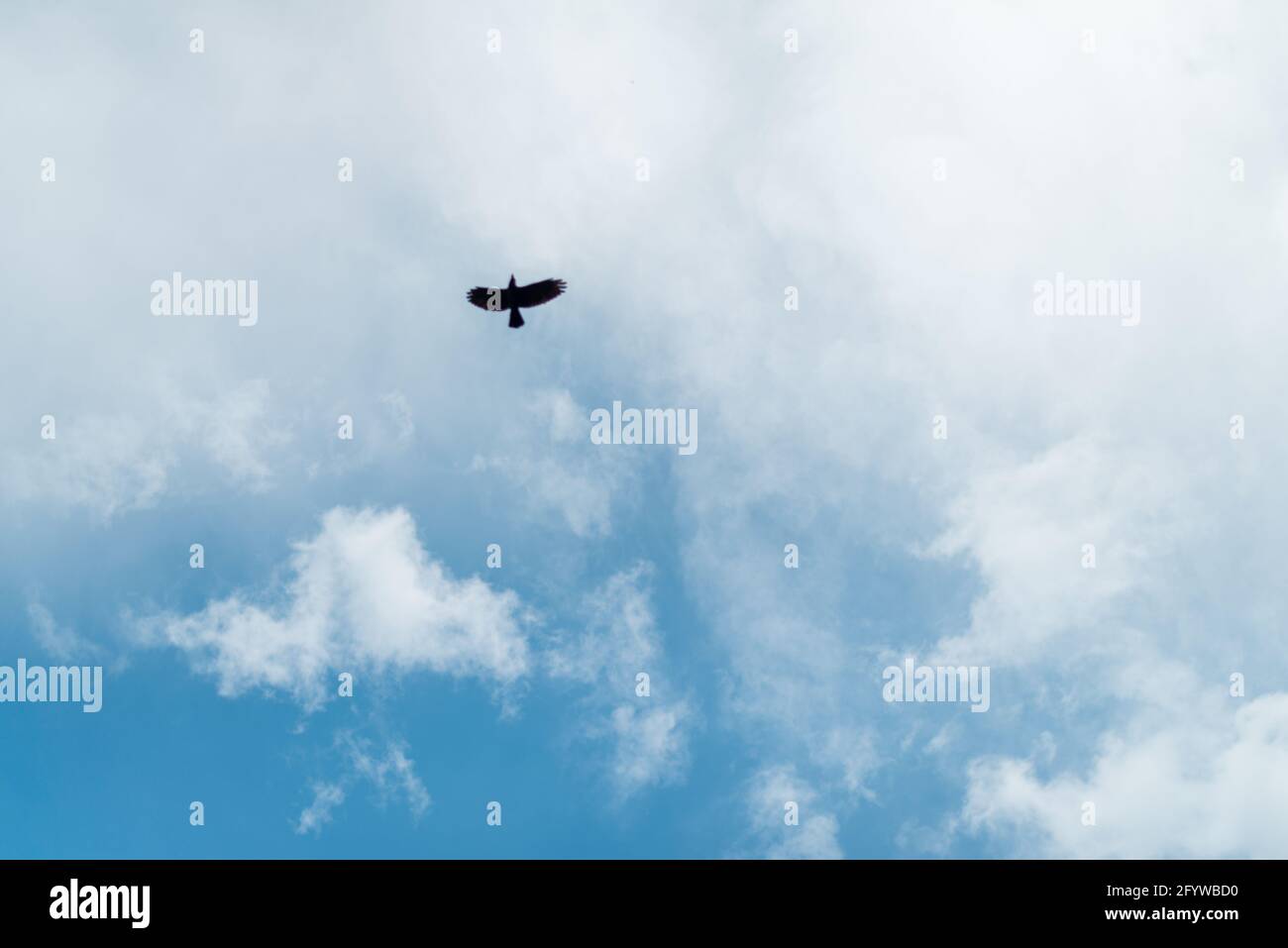 A horizontal background of a bird flying high under a cloudy sky Stock ...