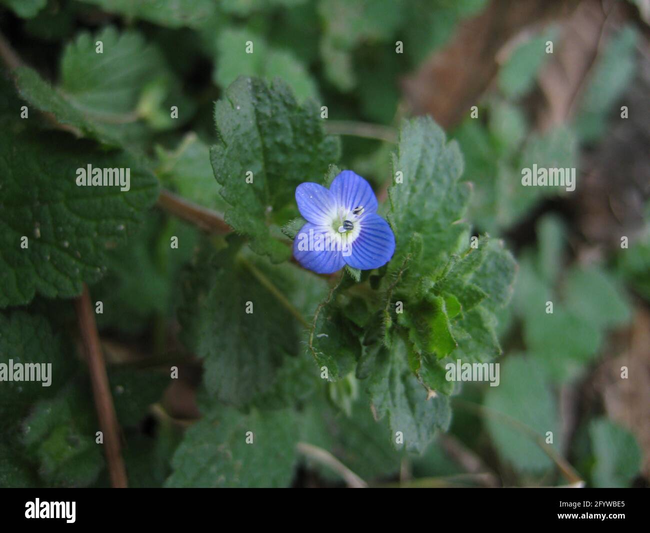 small blue flower Stock Photo - Alamy