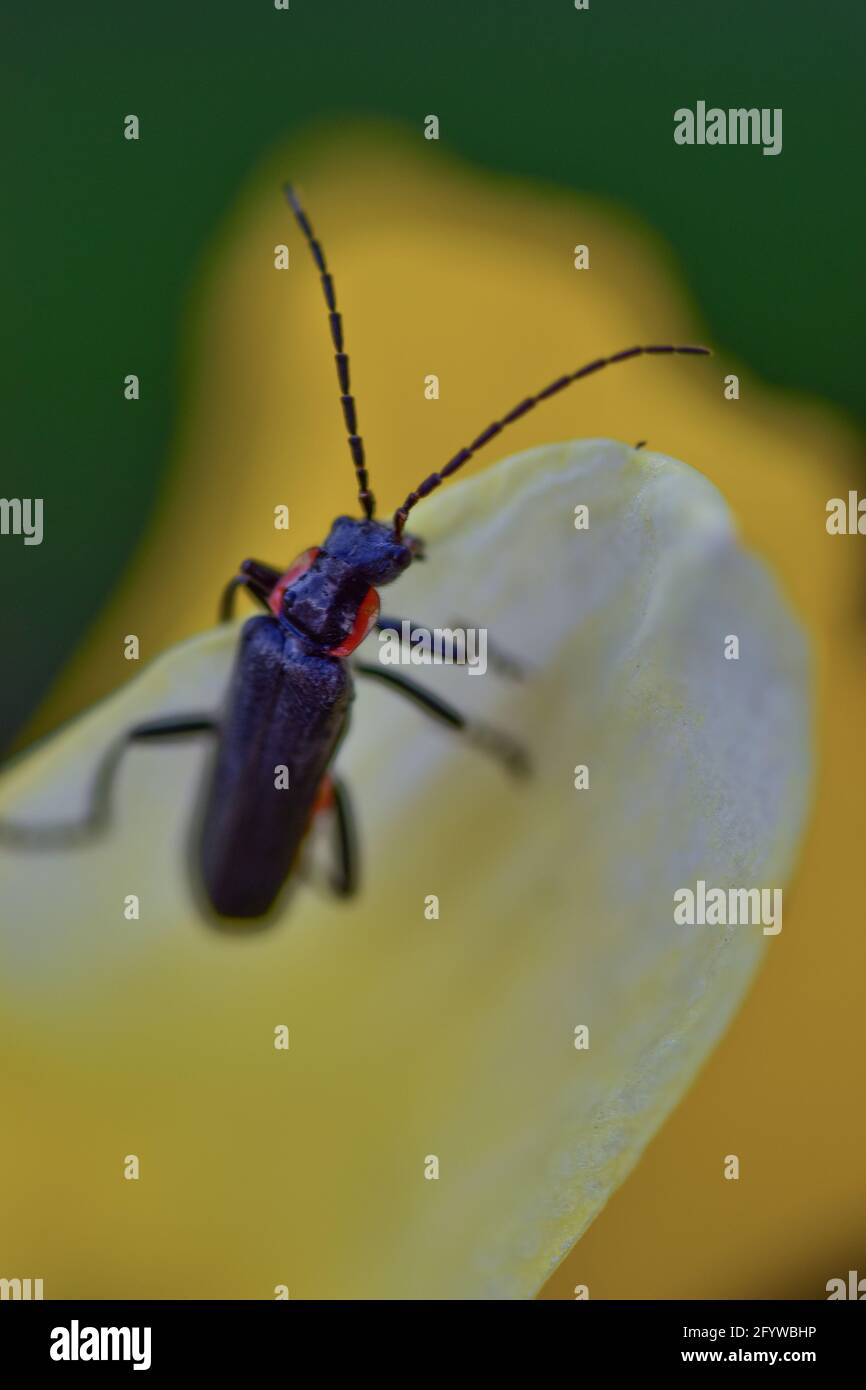 A vertical shot of a soldier beetle on a white petal Stock Photo - Alamy