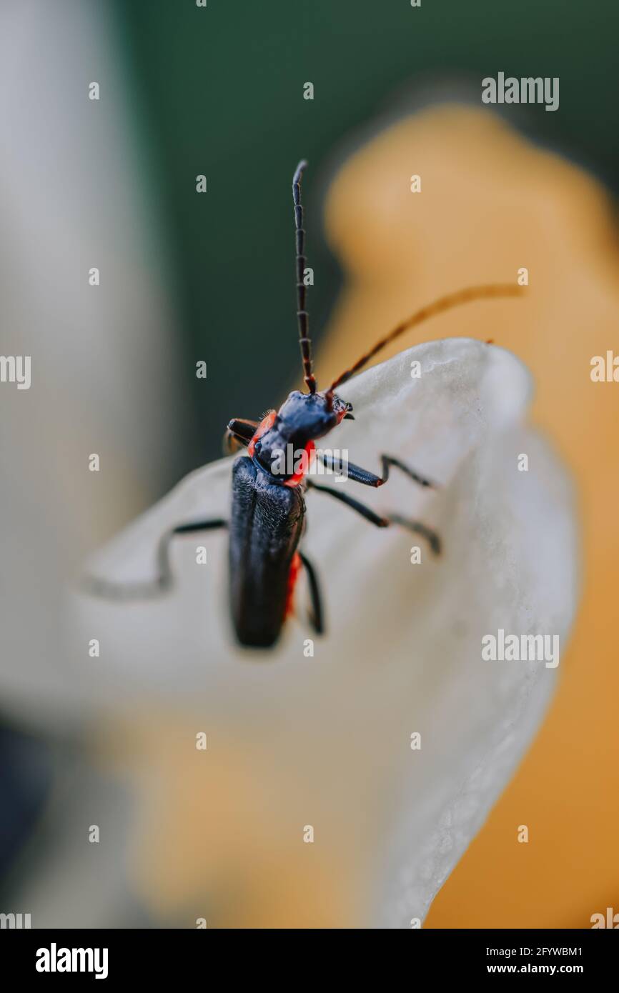 A vertical shot of a soldier beetle on a white petal Stock Photo - Alamy