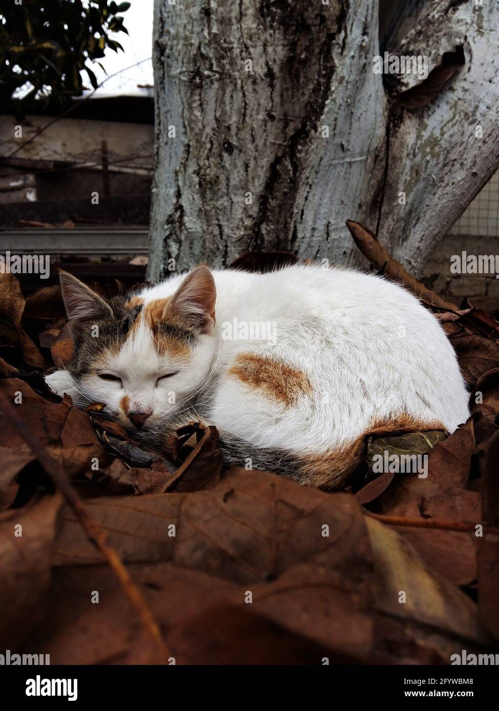 Cat sleep not asleep not sleeping hi-res stock photography and images ...