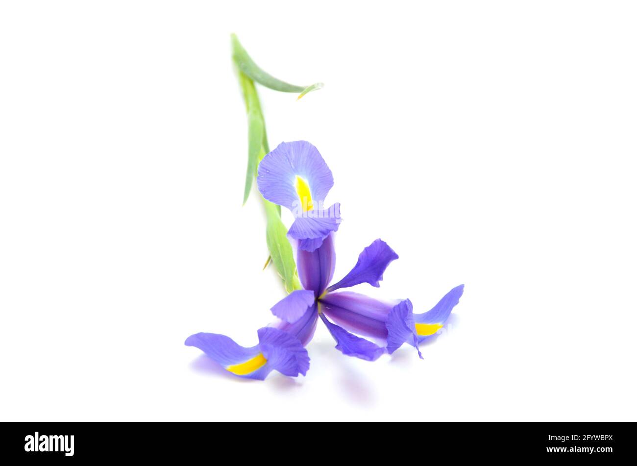 one iris on a white background, isolated Stock Photo - Alamy