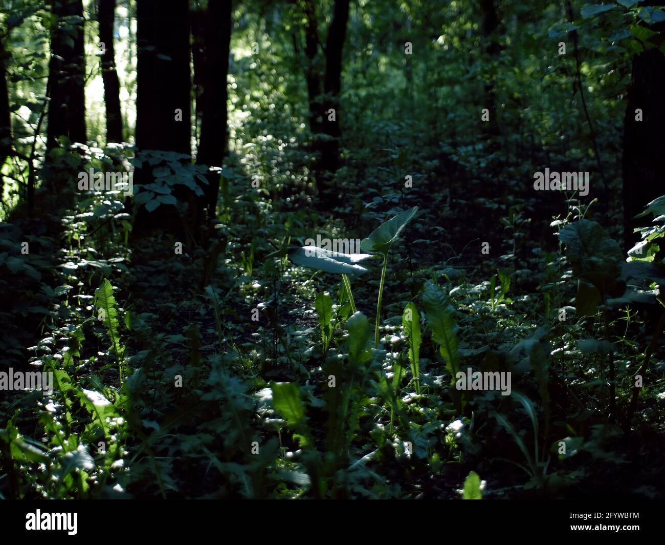 bright sunlight among the trees, in summer Stock Photo - Alamy