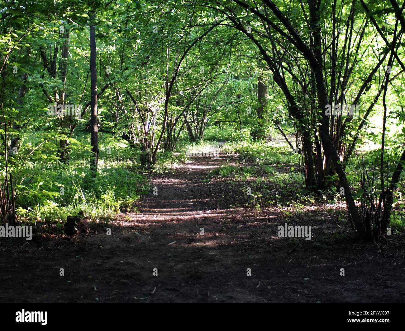 Clear path through woodland hi-res stock photography and images - Alamy
