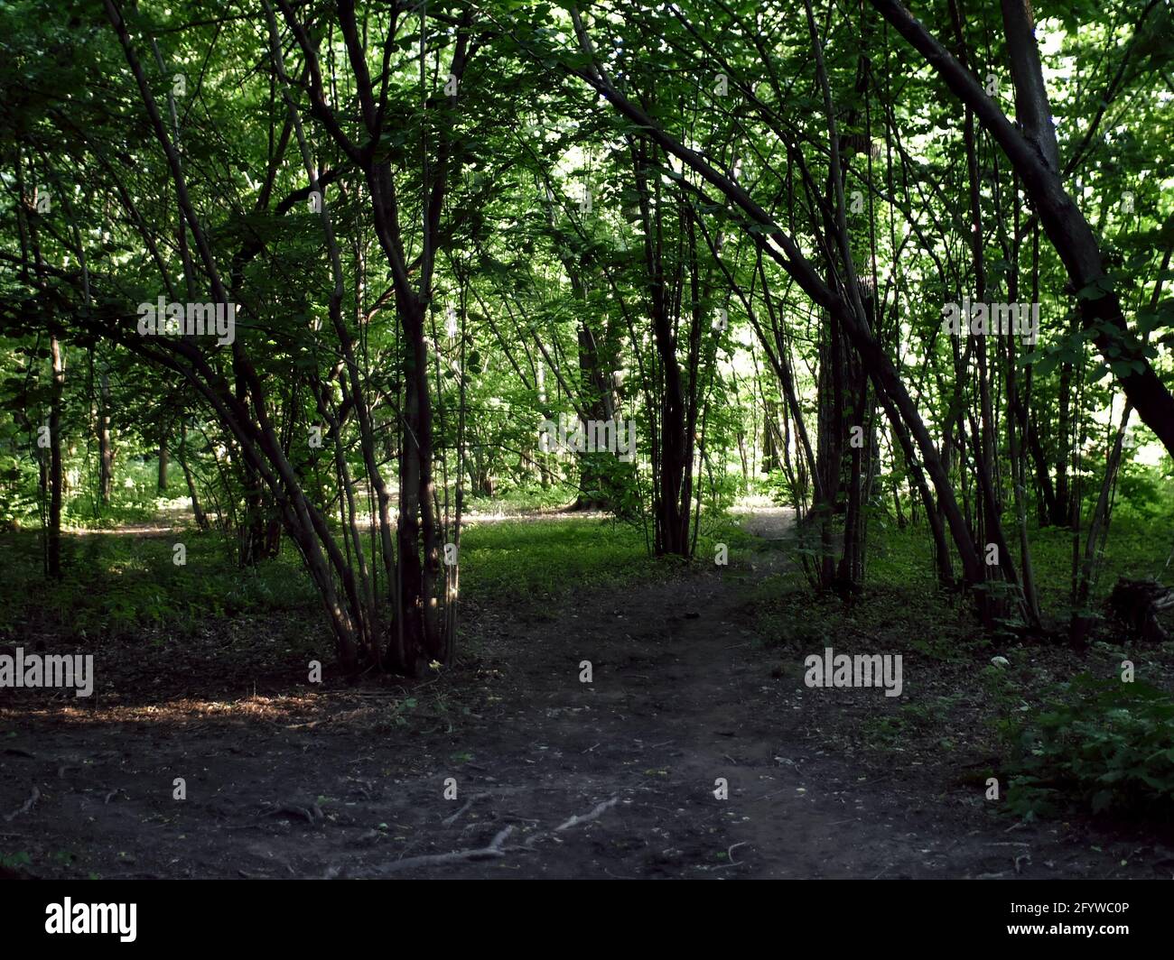 Sunlight on a path through forest hi-res stock photography and images ...