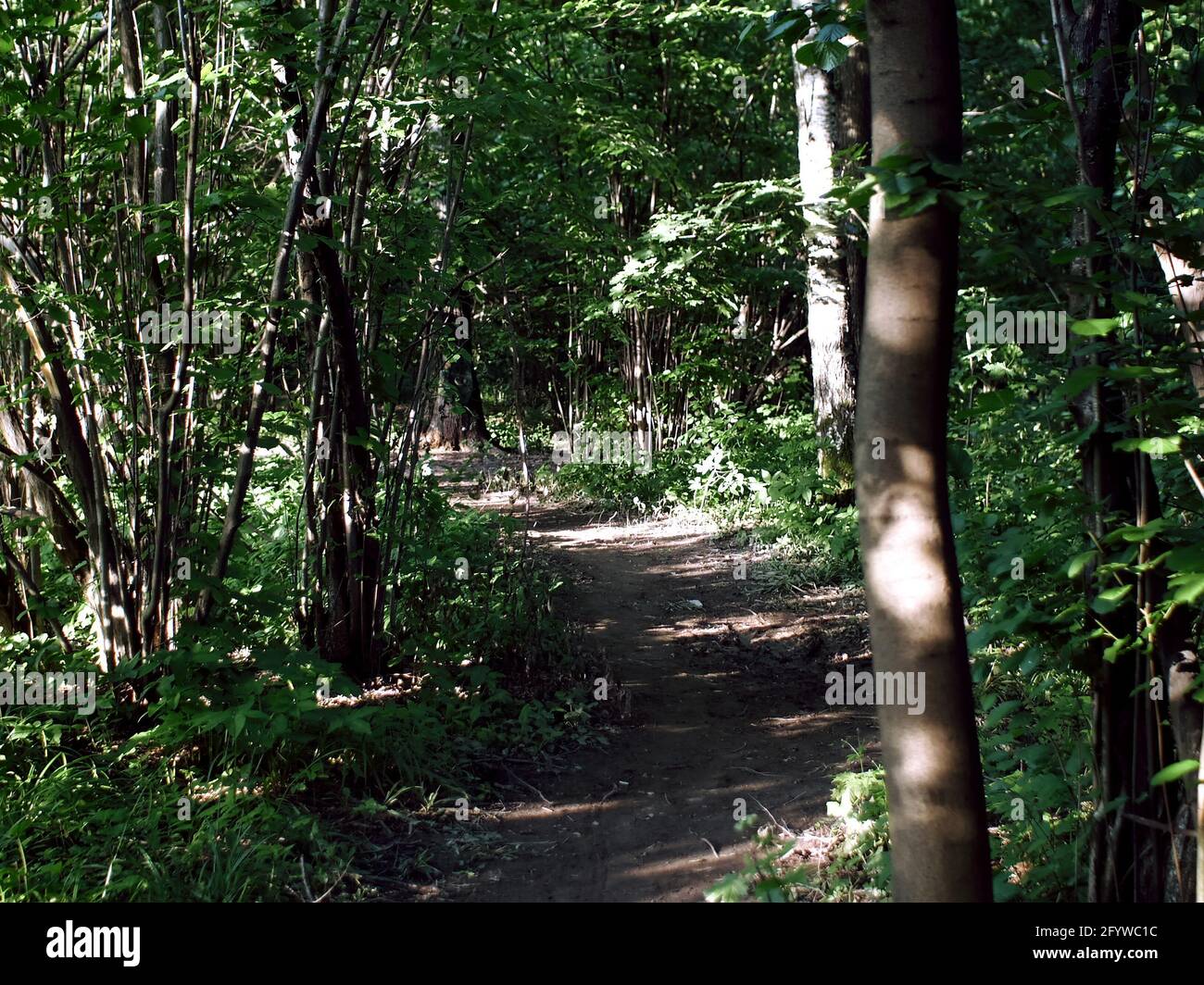 Clear path through woodland hi-res stock photography and images - Alamy