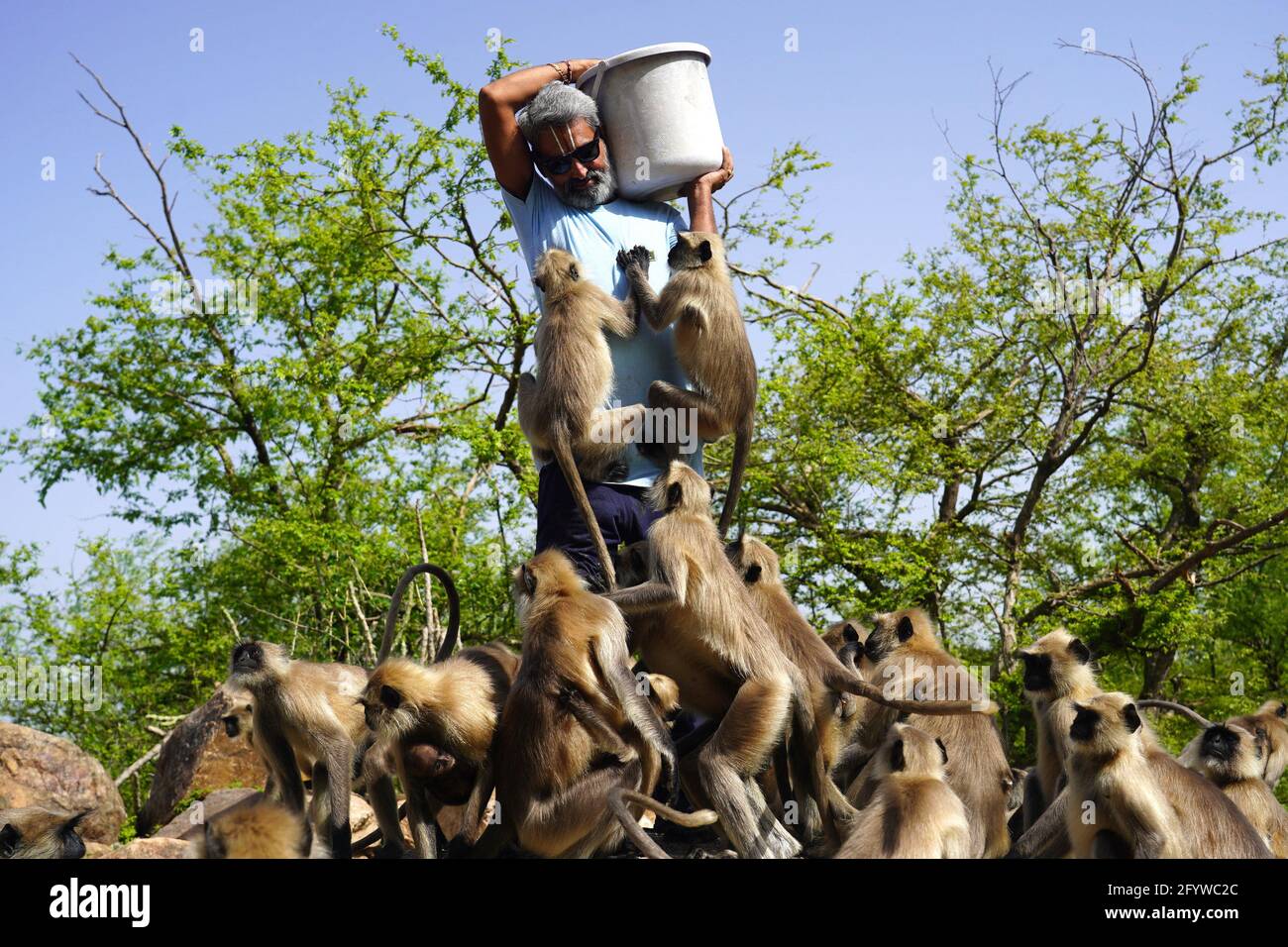 Indian Hindu Priest Shashi Kant Sharma Feeds langur monkeys during a ...