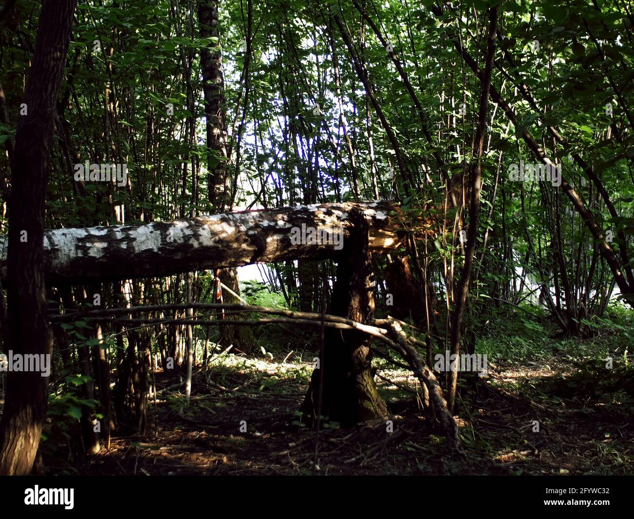 Broken tree hi-res stock photography and images - Alamy