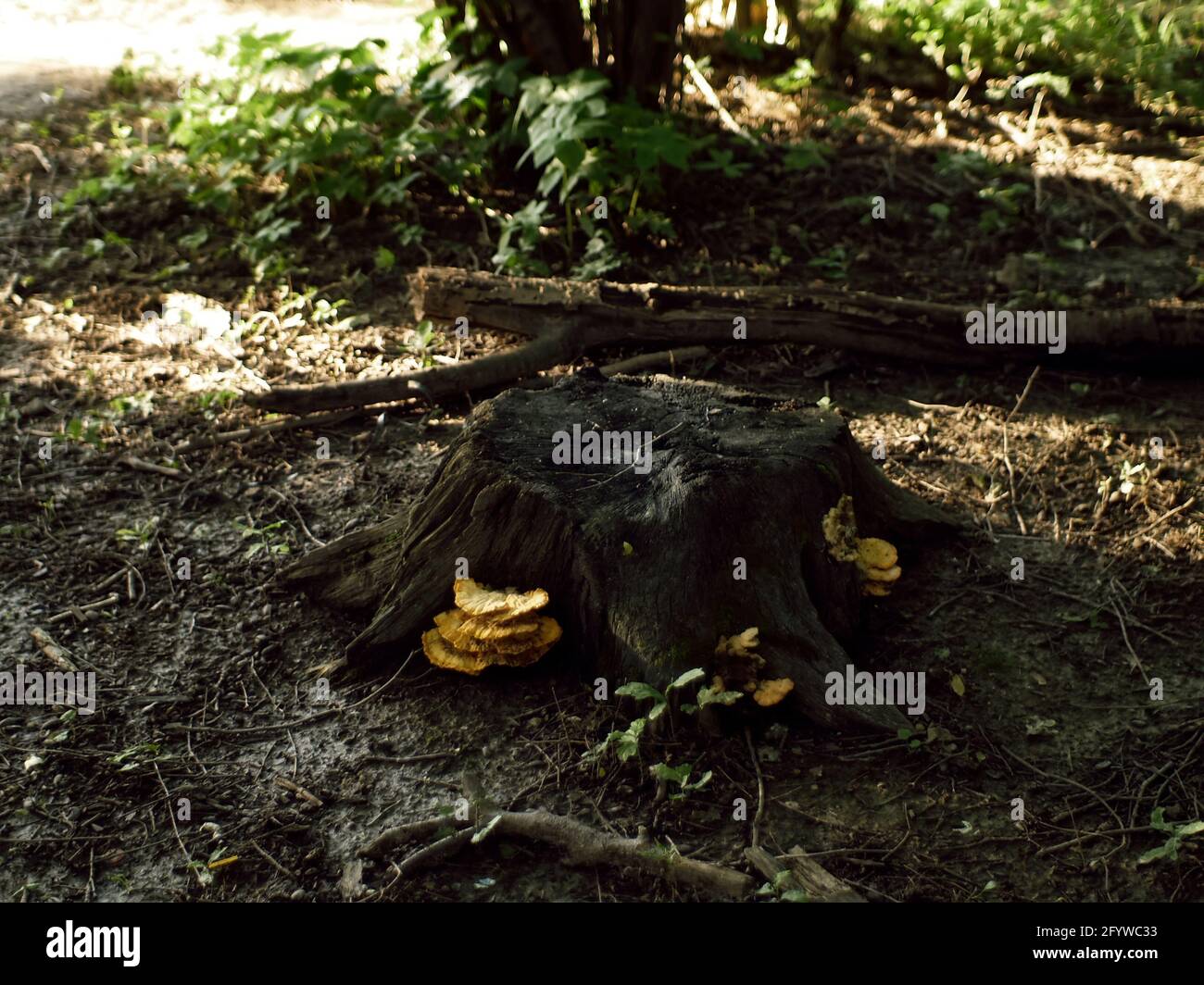 an old tree stump in a clearing in the forest, in the summer Stock ...