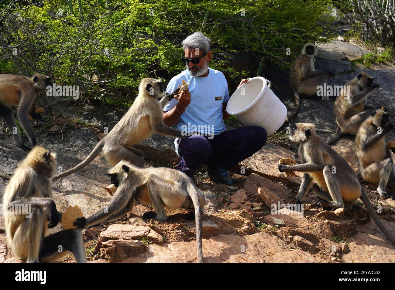 Indian Hindu Priest Shashi Kant Sharma Feeds langur monkeys during a ...