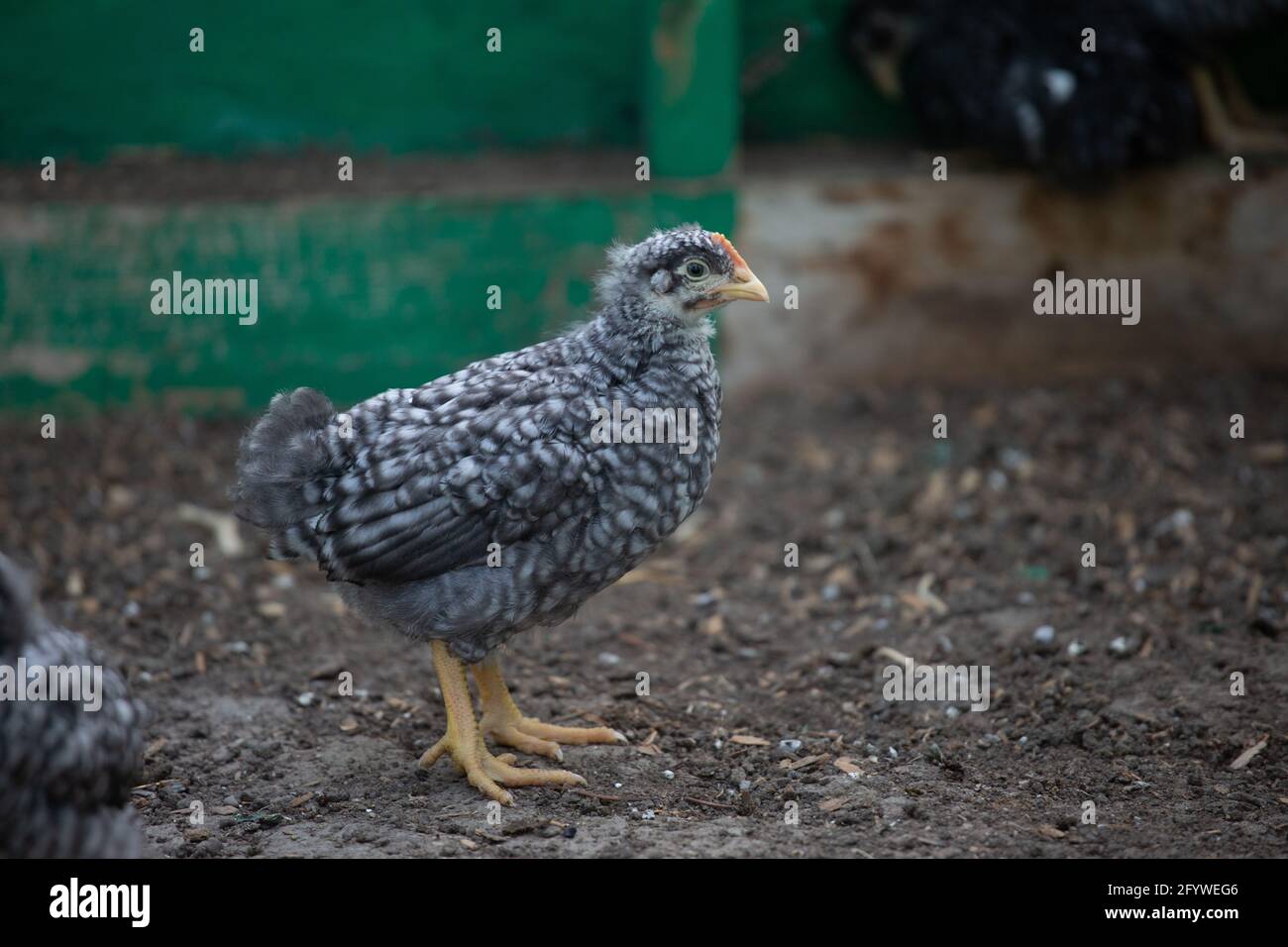Small chicken breed hi-res stock photography and images - Alamy