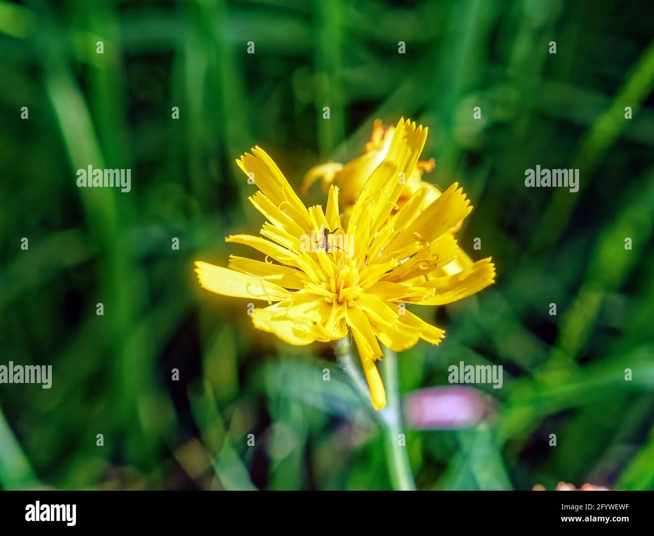Beautiful field yellow small flowers hi-res stock photography and ...