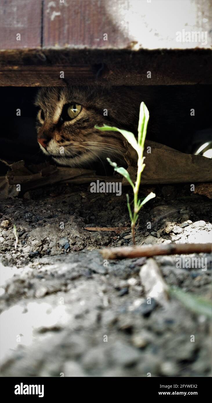 Wallpaper cat hi-res stock photography and images - Alamy