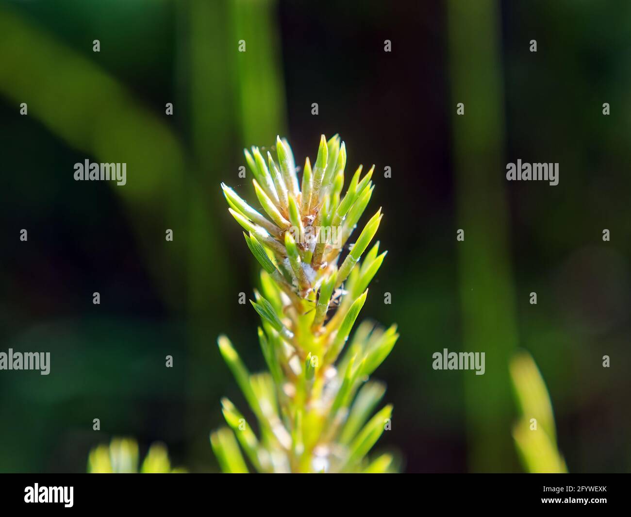 Macro Needle Tip High Resolution Stock Photography and Images - Alamy