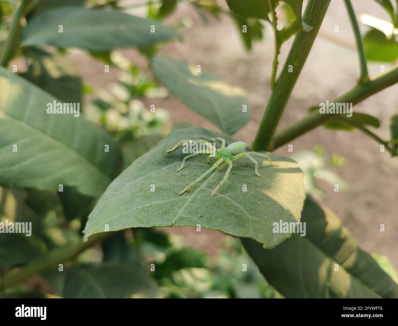 A top view of Micrommata virescens green huntsman spider on a green ...